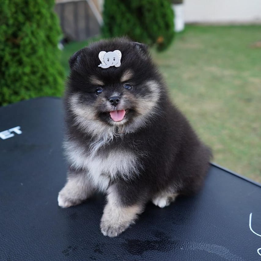 Canil Star Dogs – Spitz Alemão SP – Somos Especializados em Cães de ...